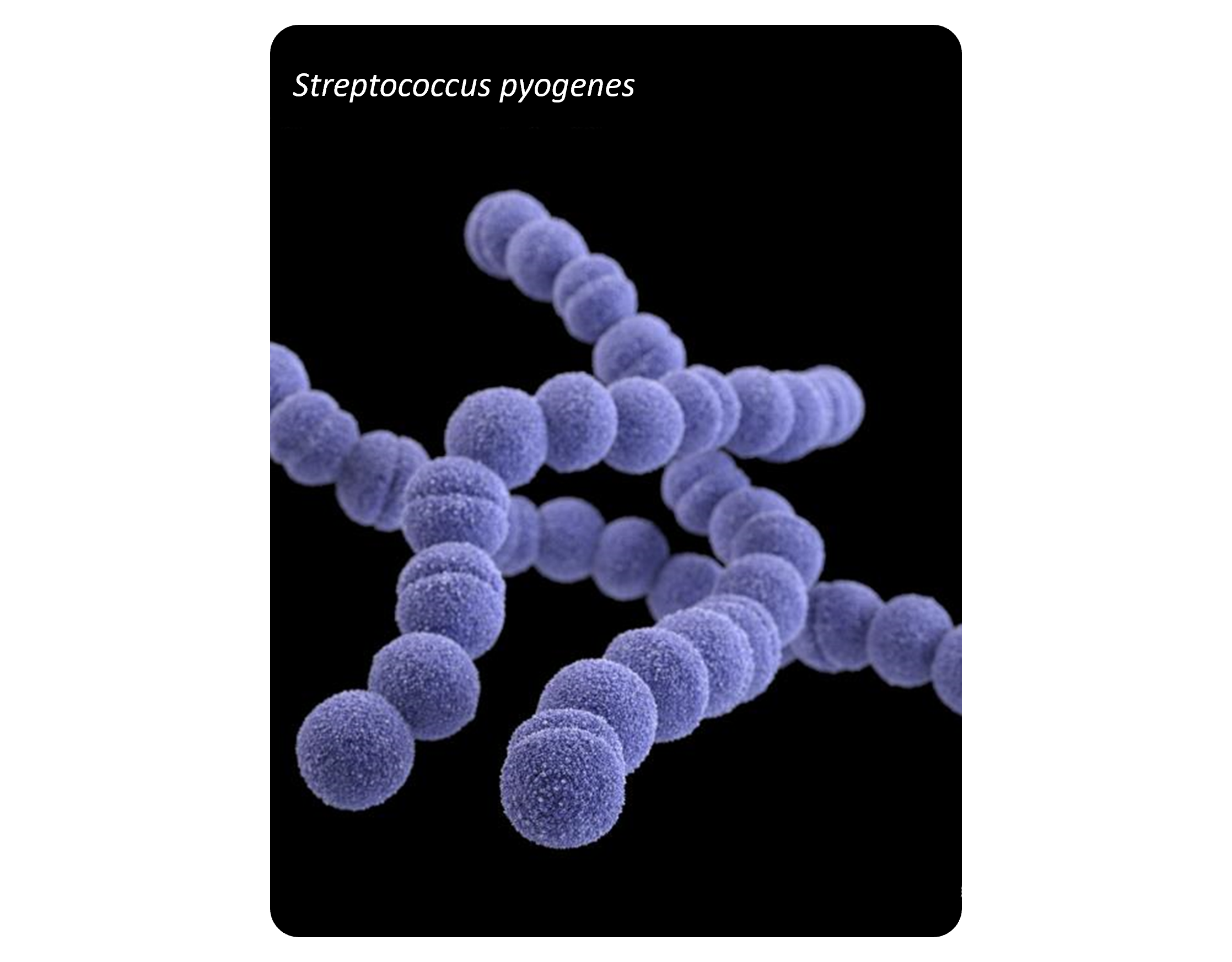 Streptococcus Pyogenes Bacteria Gram